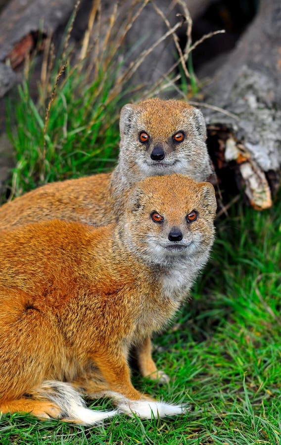 2+ Mongoose yawning Free Stock Photos - StockFreeImages