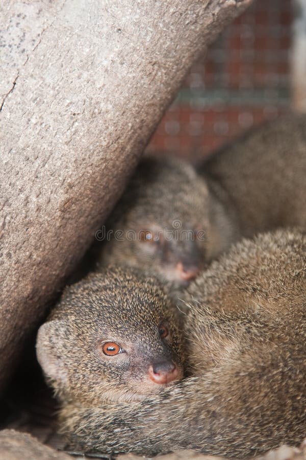 Japan Ten Pesos WWII stock image. Image of money, japan - 26318317
