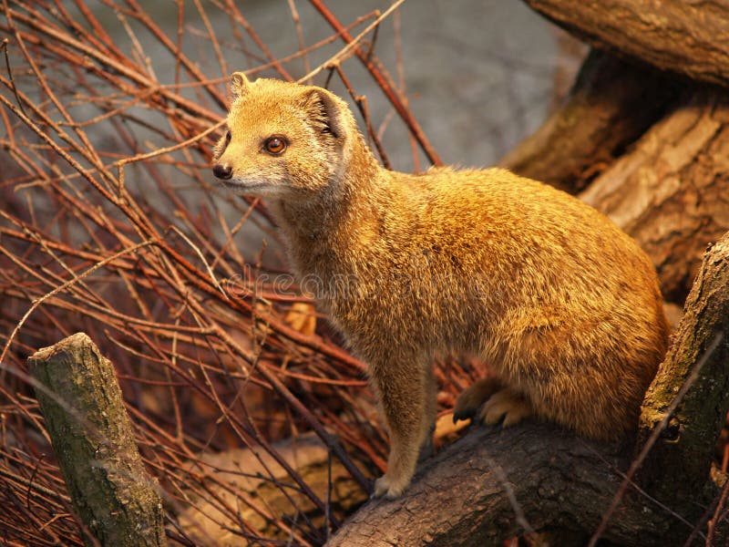 Mongoose stock photo. Image of banded, mongoose, rikki - 3057544