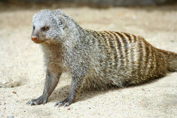Mongoose stock image. Image of ecology, wilderness, creature - 9171983