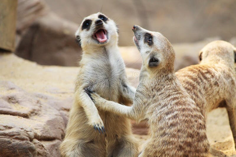 384 Zoo Security Guard Stock Photos - Free & Royalty-Free Stock Photos ...