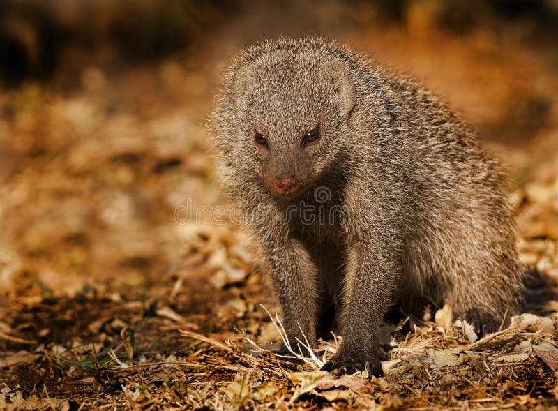 Banded Mongoose stock image. Image of park, africa, conservation - 26238879
