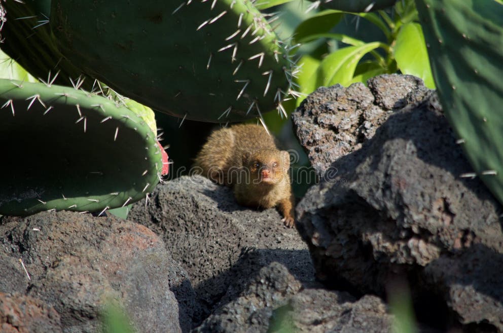 Mongoose in a cactus bed stock photo. Image of mongoose - 94443348