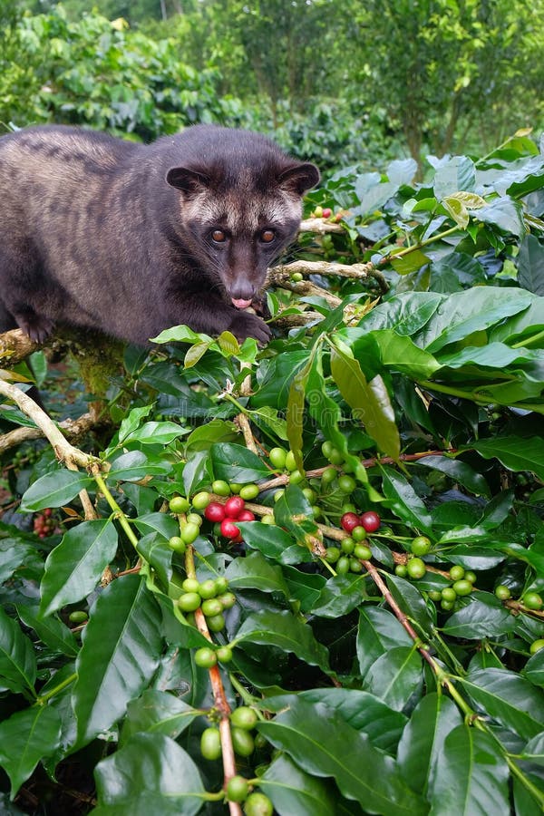 Mongoose is Choosing Red Coffee To Eat Stock Photo - Image of kintamani ...