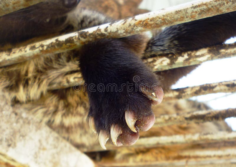 Mongoose close-up foot stock photo. Image of brown, cage - 46188046
