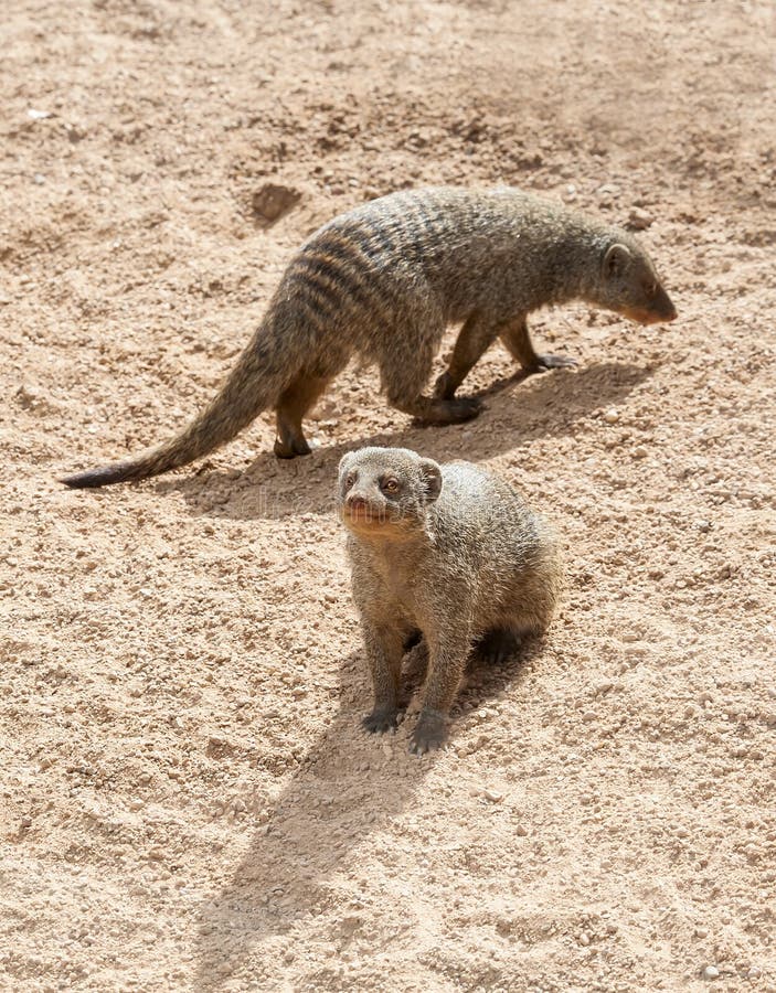 Mongoose stock photo. Image of carnivores, head, ears - 35810568