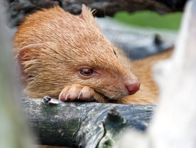 Mongoose stock image. Image of nature, animal, nose, whisker - 40196719