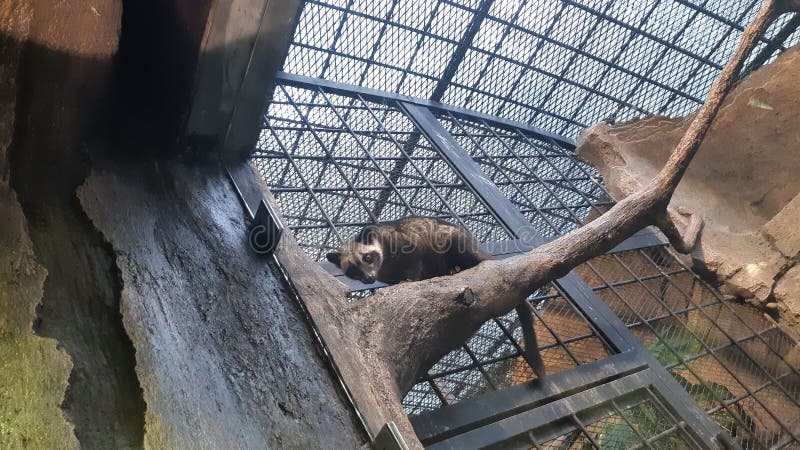 Mongoose en cage image stock. Image du downward, arbre - 266638321