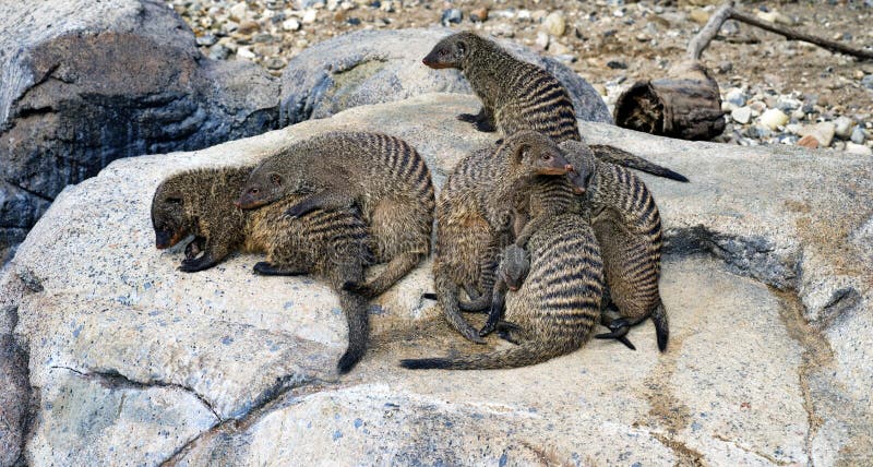 Mongoose family stock photo. Image of mammal, relax, wild - 33659800