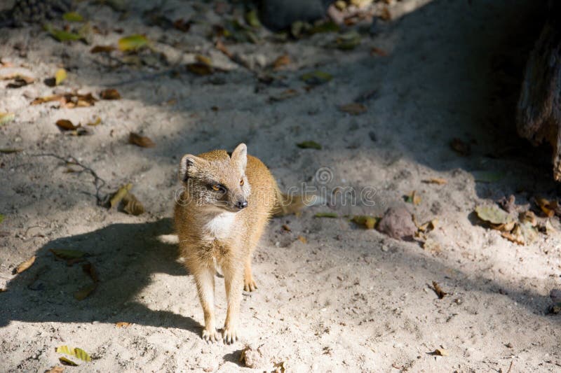 Mongoose fox stock image. Image of branch, chipmunk - 292028485