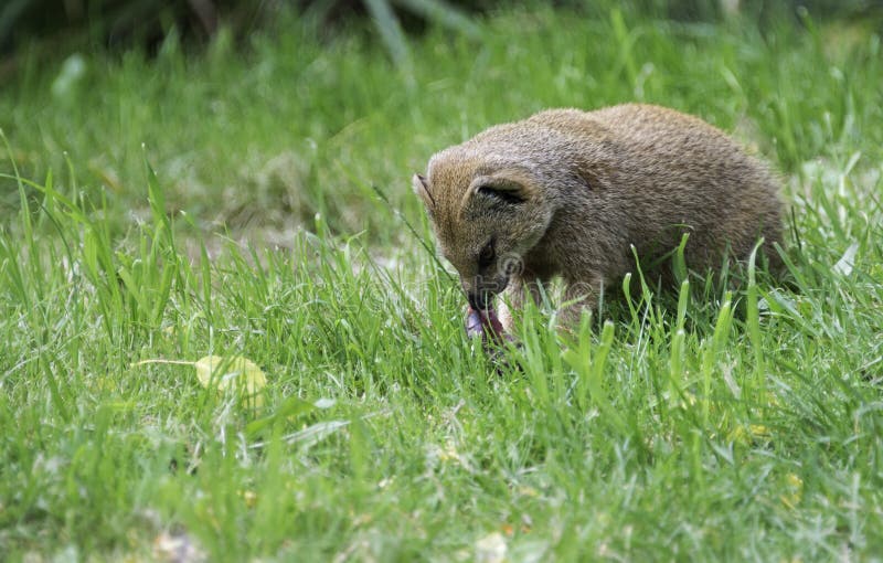 Mongoose Herpestidae Eating Prey Stock Image - Image of africa, park ...