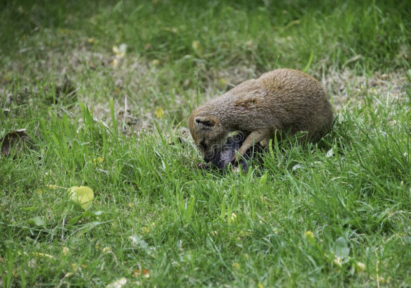 Mongoose Herpestidae Eating Prey Stock Photo - Image of park, dead ...