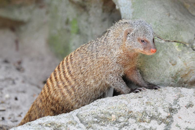 Wild mongoose stock image. Image of active, animal, mongoose - 26521351