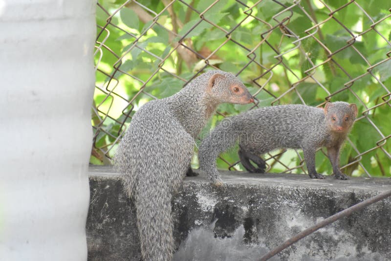 Mongoose and its kids stock image. Image of mammal, wildlife - 198568719