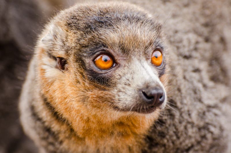 Mongoose Lemur with Mouth Open Stock Image - Image of white, ears: 34112545