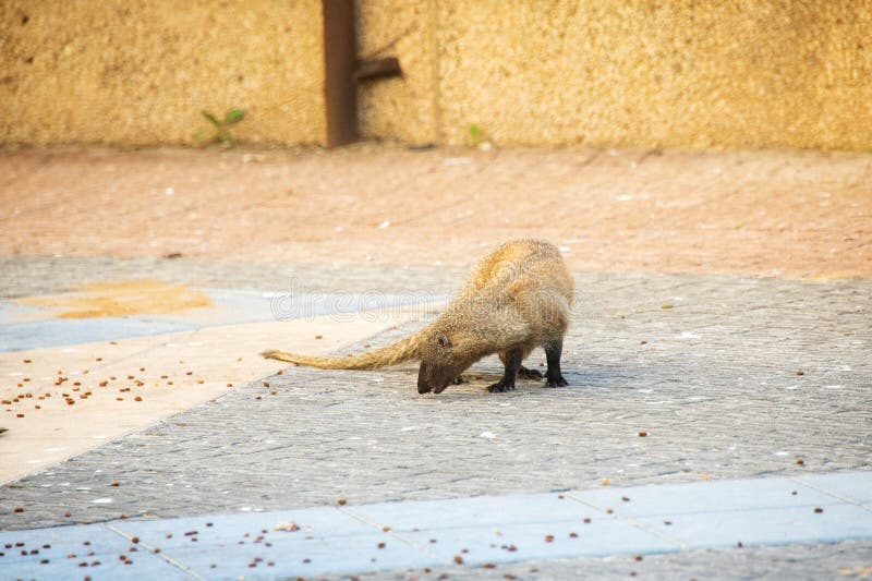 Egyptian Mongoose Stock Photos - Free & Royalty-Free Stock Photos from ...