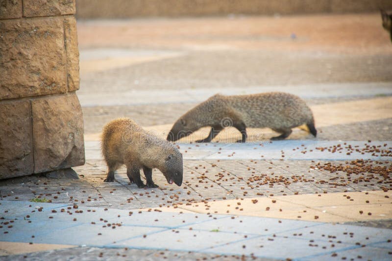 Egyptian Mongoose Stock Photos - Free & Royalty-Free Stock Photos from ...