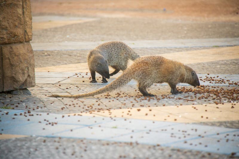 Egyptian Mongoose Stock Photos - Free & Royalty-Free Stock Photos from ...