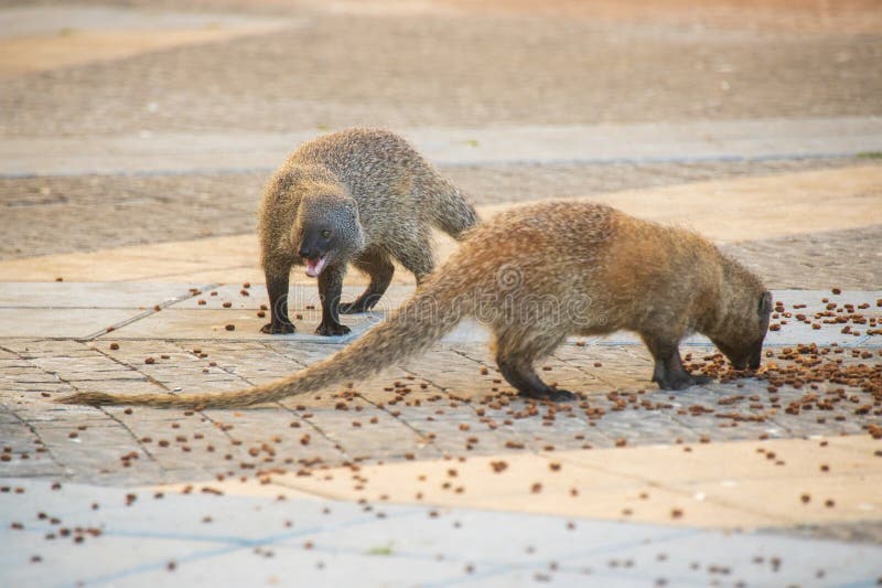 Egyptian Mongoose Stock Photos - Free & Royalty-Free Stock Photos from ...
