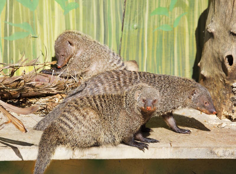 1,689 Mongoose Tail Stock Photos - Free & Royalty-Free Stock Photos ...
