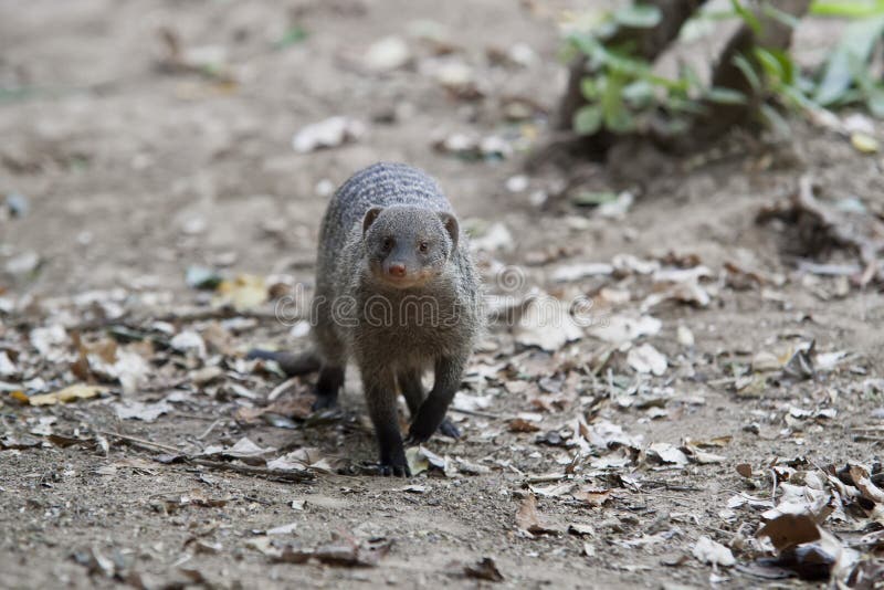 Honey Badger stock photo. Image of safari, animal, area - 12325704