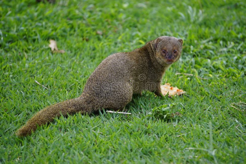 Mongoose stock image. Image of fauna, green, mongoose - 169399955