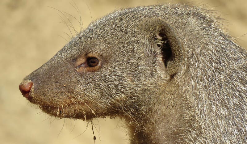 Face mongoose stock image. Image of mammal, national - 52833045
