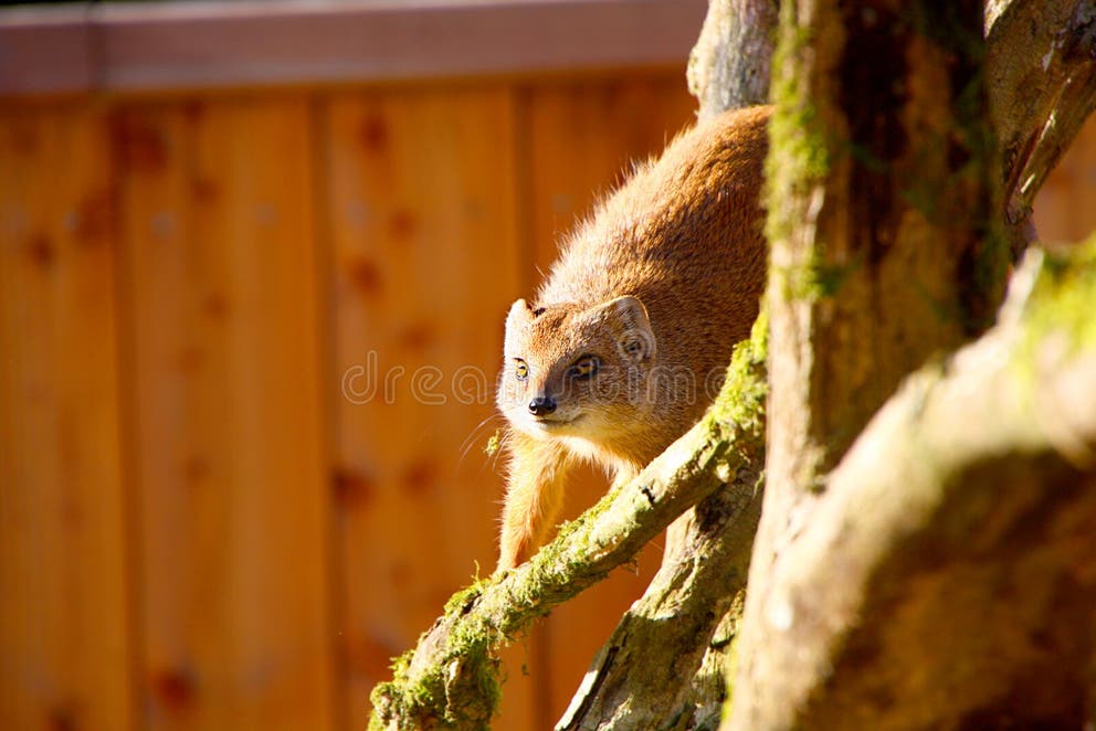 Mongoose stock image. Image of natural, africa, meerkat - 55551301