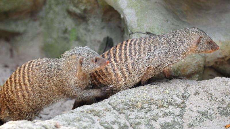 Mongoose in its habitat stock photo. Image of wild, nature - 26308412