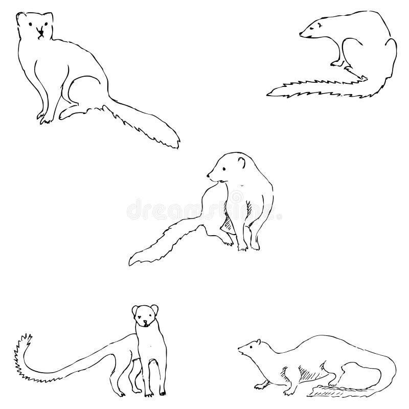 Mongoose. Sketch by Hand. Pencil Drawing by Hand. Vector Image Stock ...