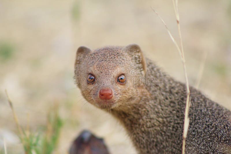 Slender Mongoose - African Wildlife Background - Cutest Scavenger ...
