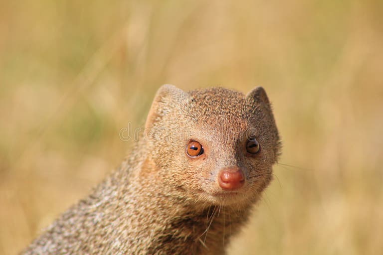 Mongoose, Slender - Snake Eye Portrait Stock Photo - Image of color ...