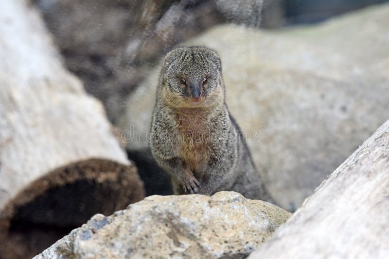 Mongoose stock photo. Image of nice, rodent, wildlife - 66156638