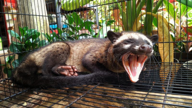 Amongoose Stock Photos - Free & Royalty-Free Stock Photos from Dreamstime