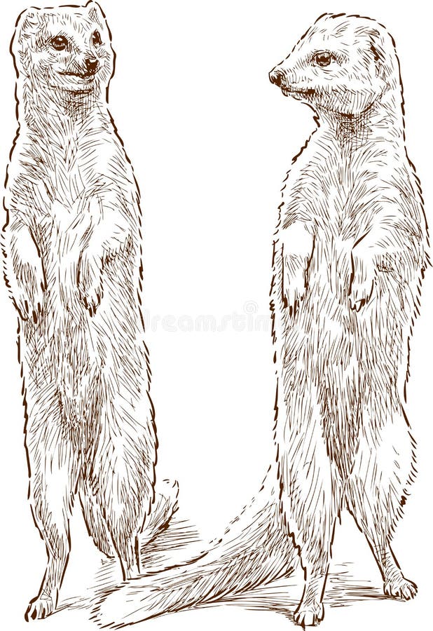 Angry Mongoose Drawing