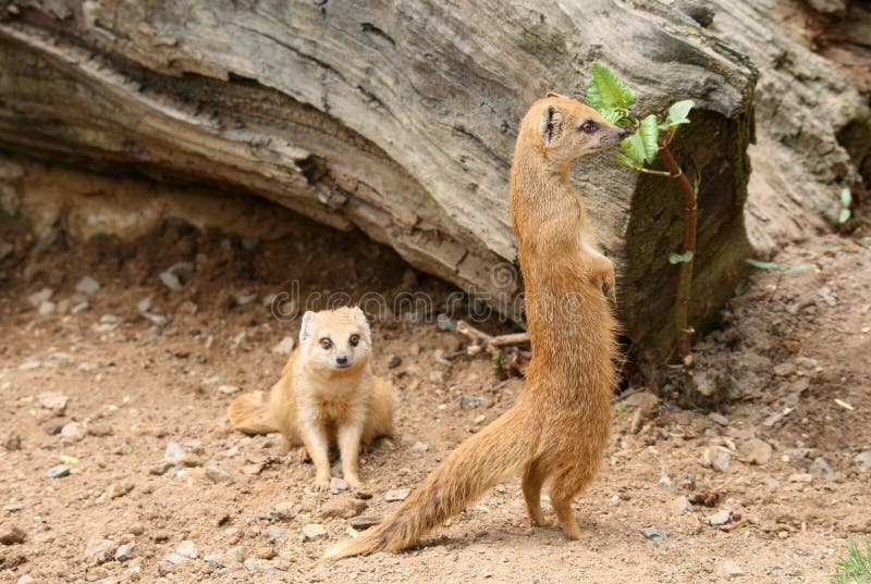 Mongooses in a Zoo stock photo. Image of animal, africa - 58483684