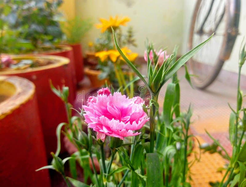 Mongra stock image. Image of planting, amazing, mongra - 141273899