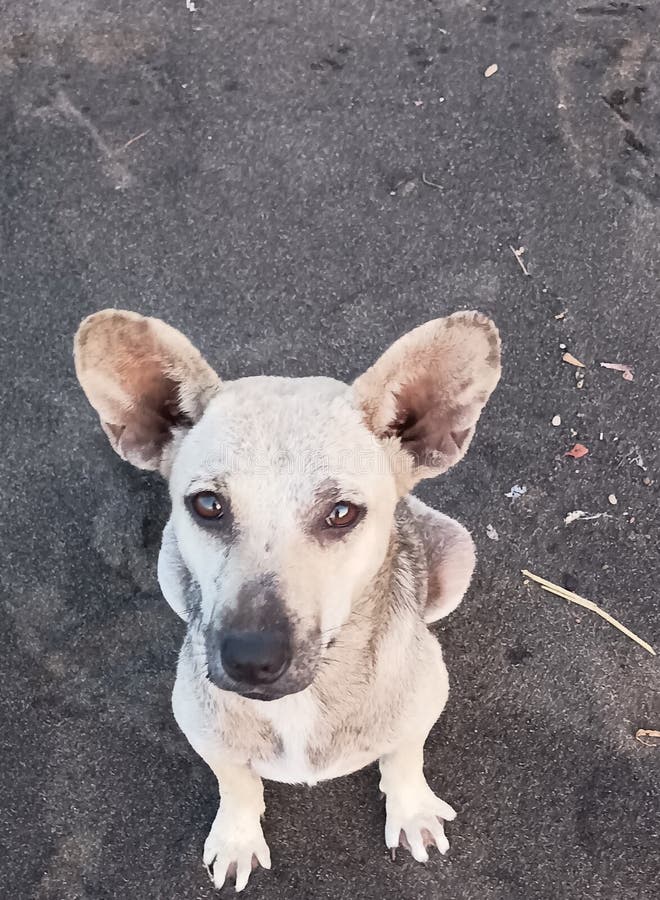 Mongrel at the beach stock photo. Image of afternoon - 261733074