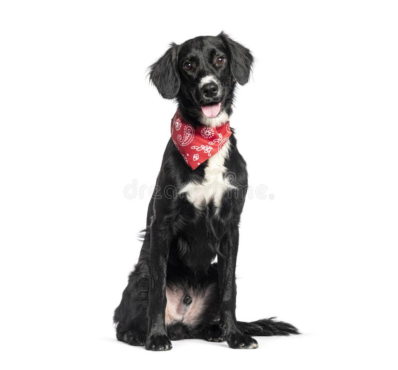 Mongrel Border Collie X Setter Wearing a Red Scarf Stock Image - Image ...