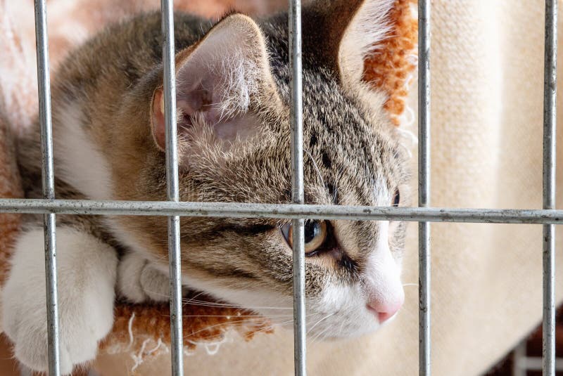 Portrait of the Striped Cat in the Cage Stock Photo - Image of grey ...