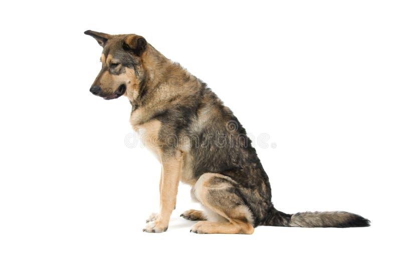 170+ Mongrel dog Free Stock Photos - StockFreeImages