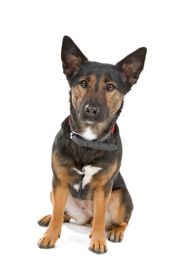 170+ Mongrel dog Free Stock Photos - StockFreeImages