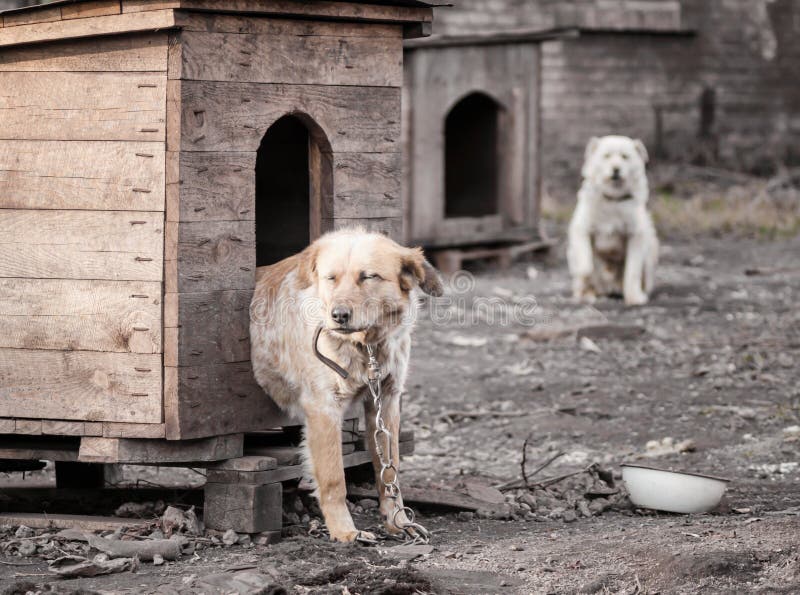 Mongrel Dog on a Chain in a Farm Stock Photo - Image of pooch, housedog ...