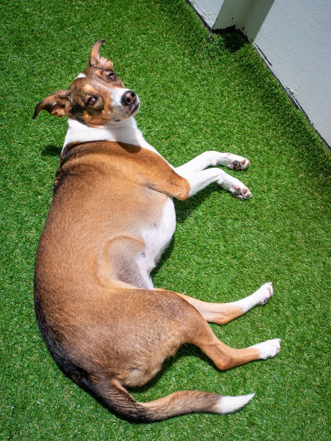 Boli Dog Stock Photos - Free & Royalty-Free Stock Photos from Dreamstime