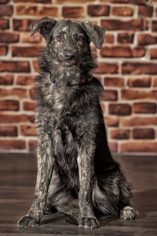 Mongrel dog in studio stock image. Image of cute, domestic - 186971941