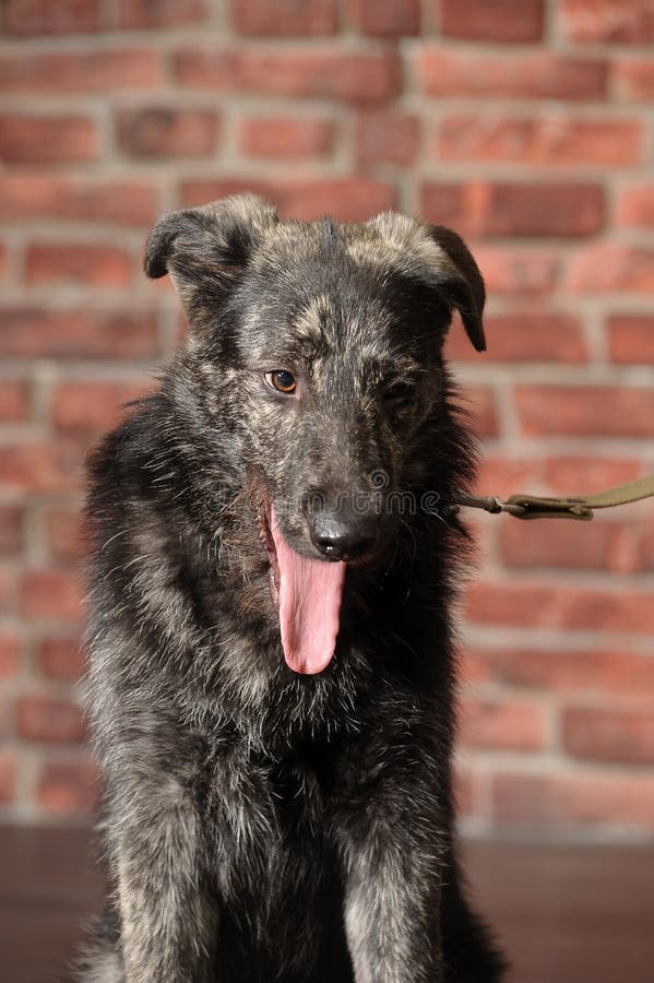 Mongrel dog in studio stock image. Image of mongrel - 186972021