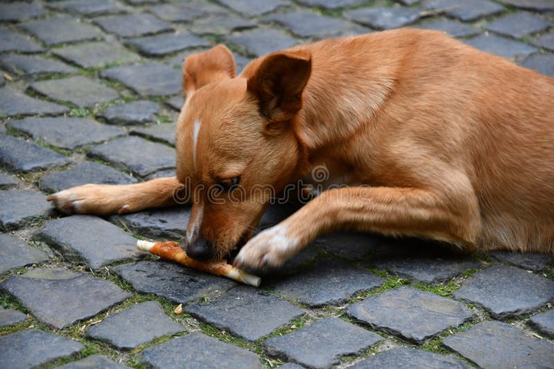 Mongrel Dog with Treat, a Rawhide Dog Bone Stock Photo - Image of close ...