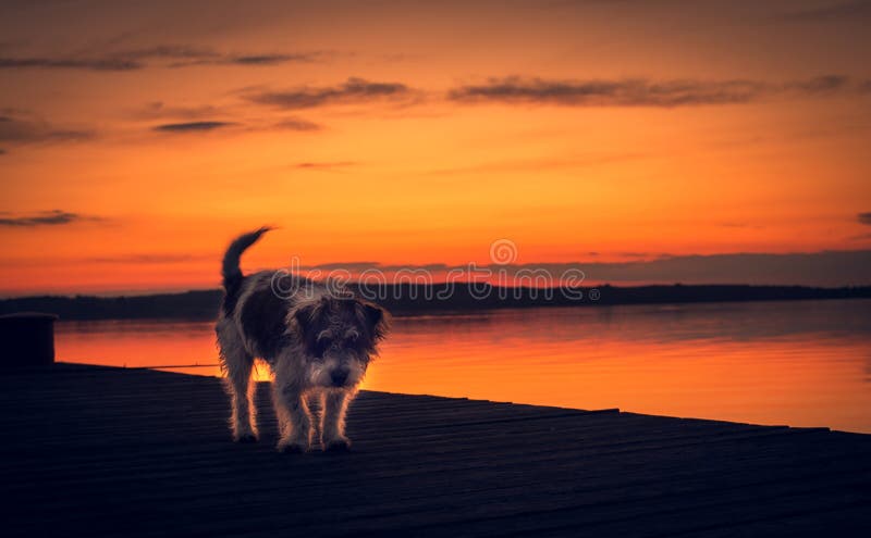 Mongrel Dog Walking on the Pier at Sunset Stock Image - Image of ...