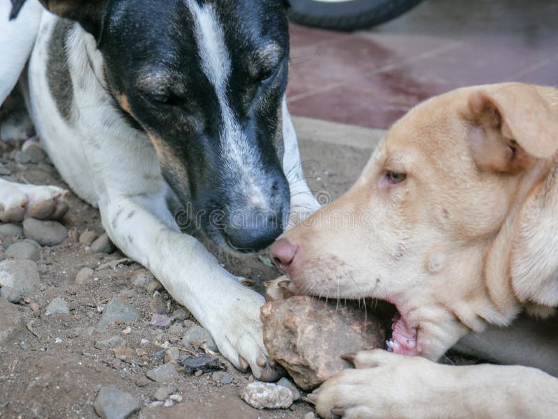 Mongrel Dogs Playing with a Rock Stock Photo - Image of head, canine ...