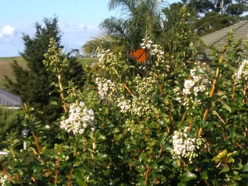 Monic Butterfly Stock Photos - Free & Royalty-Free Stock Photos from ...